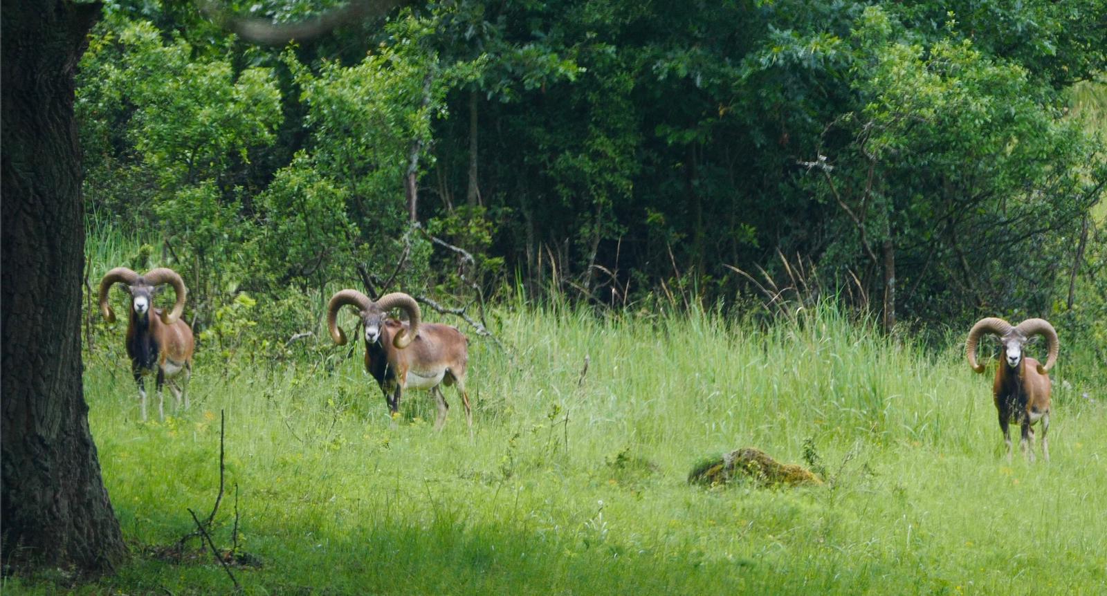 Caza en Eslovaquia con Hubertus WW Hunting